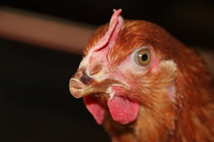 Vegan Rising | CHICKENS USED FOR THEIR EGGS